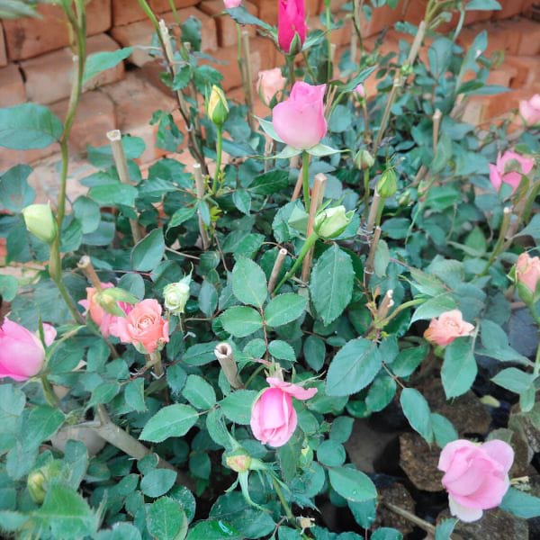 Rose Plant