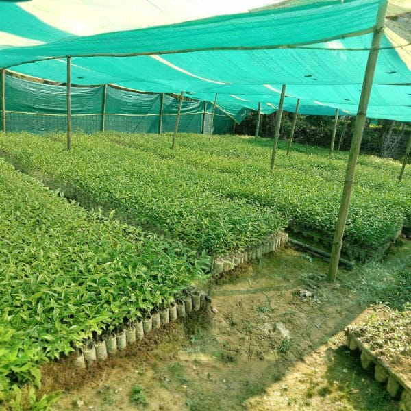 Tea Sapling