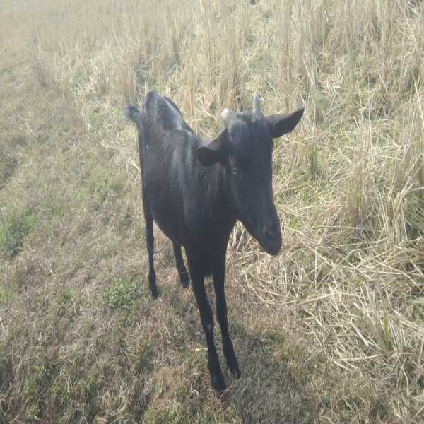 Local Goat
