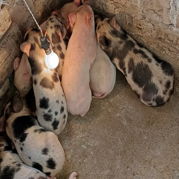 Piglet