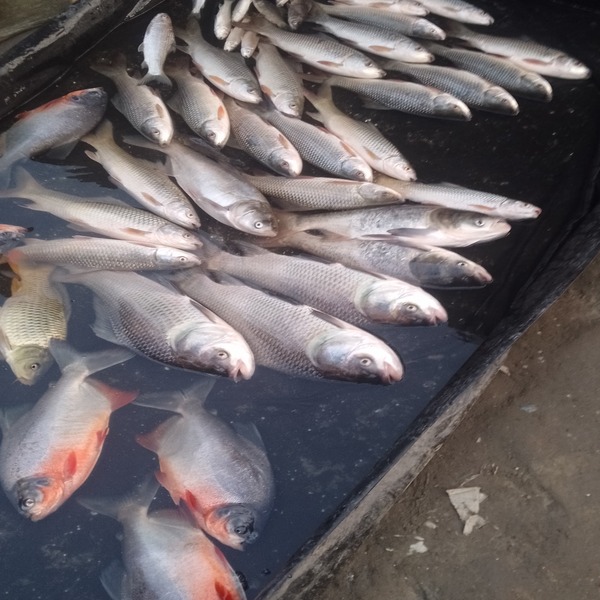 Silver Carp